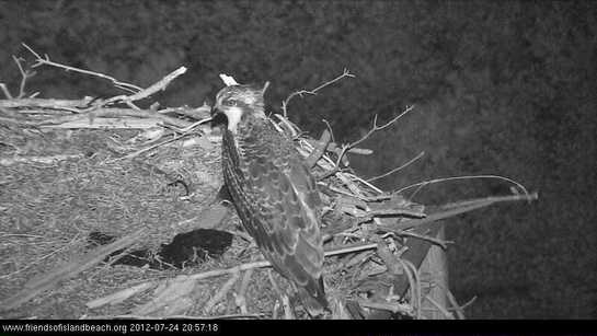 Raytec IR helps monitor osprey nest | SecurityWorldMarket.com