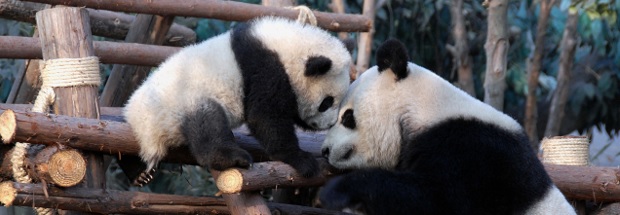 Video technology helps care for pandas | SecurityWorldMarket.com