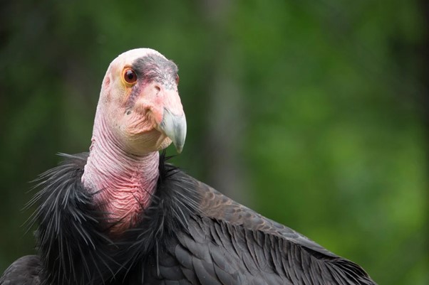 Surveillance cameras help protect endangered condors ...